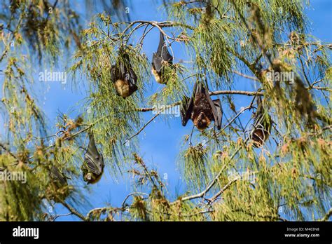 Pacific Flying Fox Roost Sleeping Upside Down In A Tree During The Day