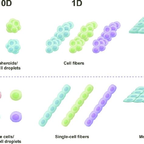 Schematic Of Enabling Techniques For 1d Single Cell Building Blocks