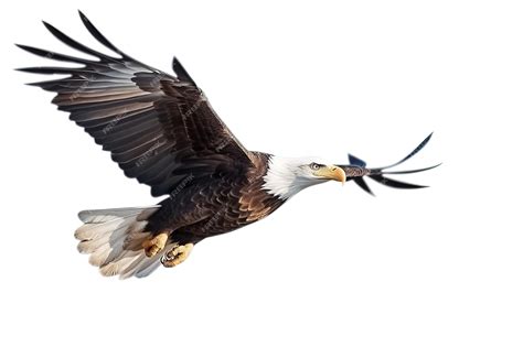 Premium Photo American Bald Eagle Flying Majestically Isolated On