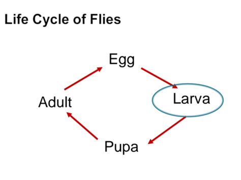 Bot Flies Flashcards Quizlet