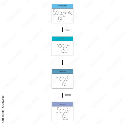 Diagram Showing Biochemical Conversion Of Lignans To Enterolactone And