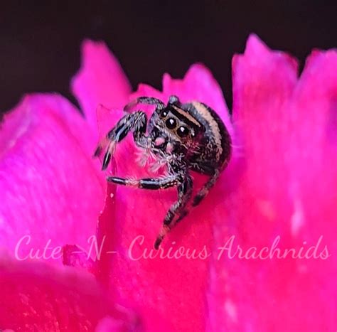 Shop Cute N Curious Arachnids 37