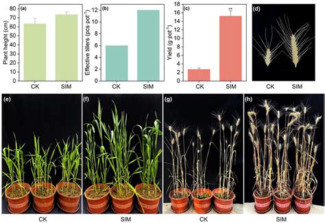 Ac Growth Of Wheat At The Maturity Stage D Spike Growth Of Wheat E Download Scientific