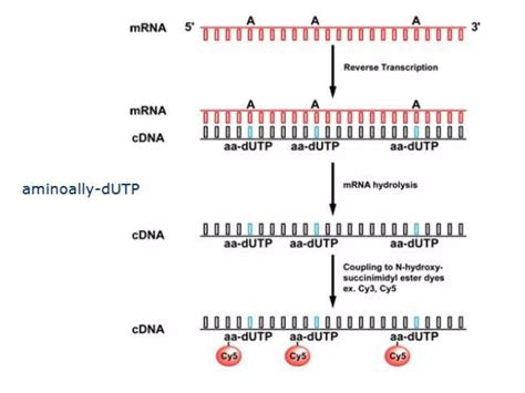 Microarray Technique Pptx