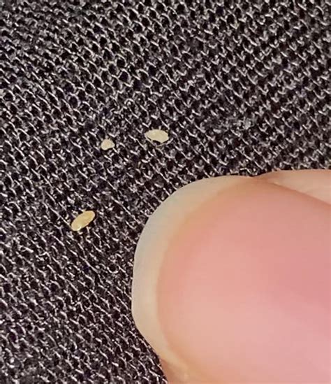 Bed Bug Eggs Rbedbugs