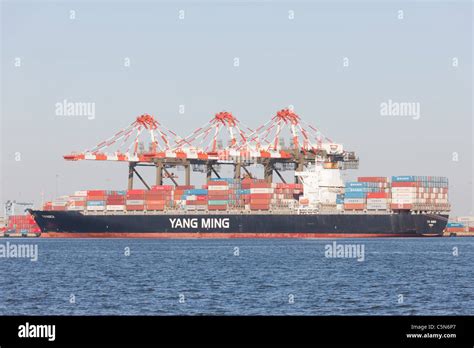 A Yang Ming Container Ship Is Loaded At The Maher Terminals Container Terminal In The Port A Yang Ming Container Ship Is Loaded At The Maher Terminals Container Terminal In The Port