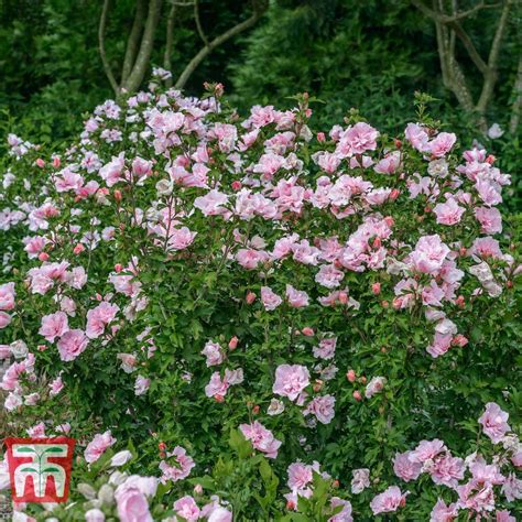 Hibiscus Syriacus Pink Chiffon Plants Thompson And Morgan