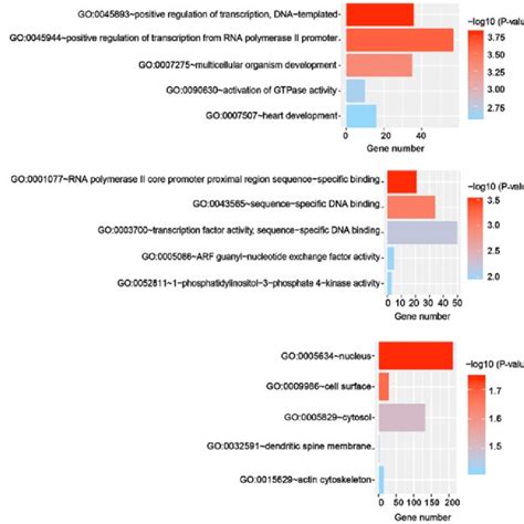 Top 10 Enriched Kegg Pathways Of The Putative Target Genes Of