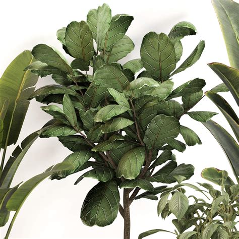 Indoor Plant Set 0159 3d Model By Mojdeh Feyzi