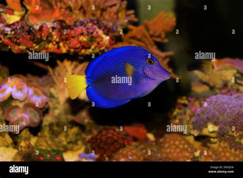 The Purple Tang Or Yellowtail Tang Zebrasoma Xanthurum Stock Photo