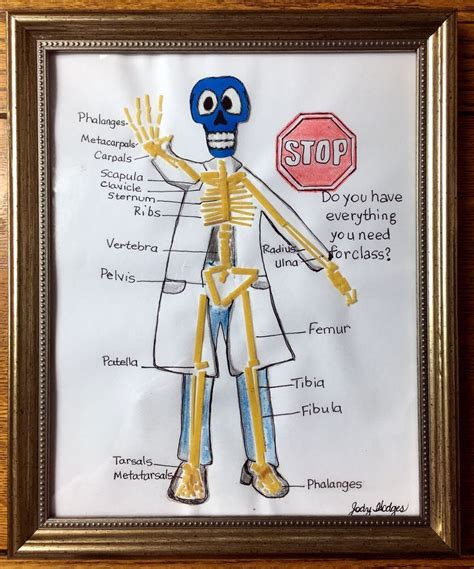 Framed Skeleton Project Pelvis Science Teacher Frame
