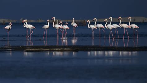 Qué hacer en Río Lagartos además de ver flamencos rosas