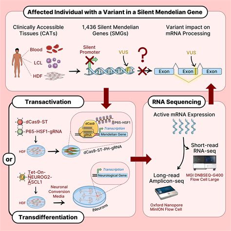Genetic Variant Assessment Via Gene Transcription To Rna Rna Seq Blog