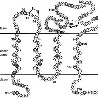 Proposed Secondary Structure Of DsbB The Shaded Area Is The Q Binding Download Scientific