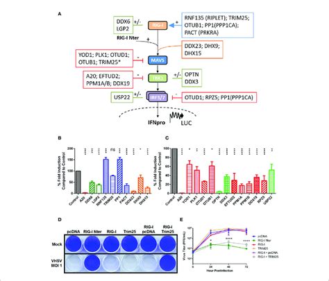 Regulation Of Rig I Mediated Signal Transduction By A Conserved Set