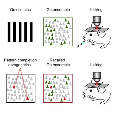 Controlling Visually Guided Behavior With Holographic Optogenetics