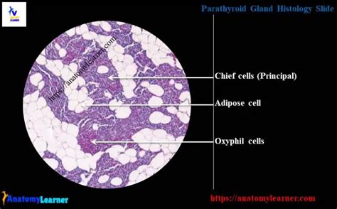 Parathyroid Gland Histology With Microscope Slide Image And Labeled