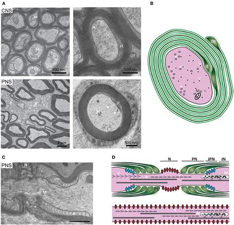 List 92 Pictures A Myelin Sheath On The Axon Of A Neuron Updated 102023