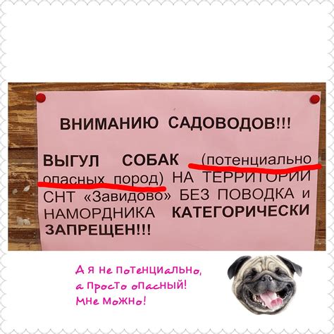 Собаки которых нельзя выгуливать без намордника (47 фото) - картинки ...