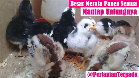 Pasti Penting Peternak Wajib Punya Ilmu Cerdik Ini Youtube