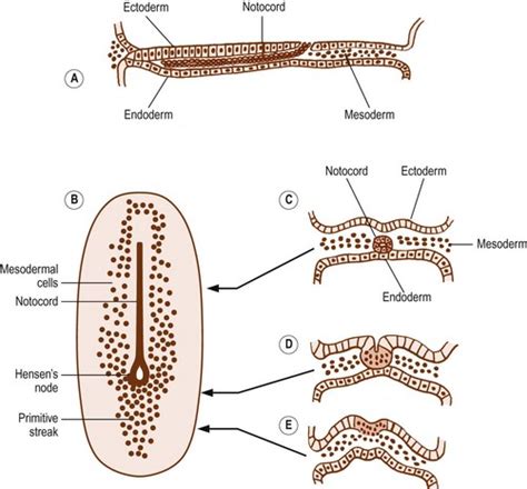 Embryology And Development Radiology Key