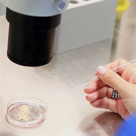 Intracytoplasmic Morphological Sperm Injection Emc Cradle