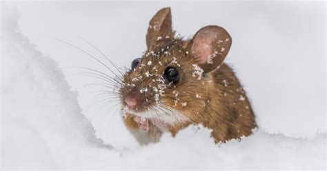 Do Mice Hibernate In The Winter Find Out Now