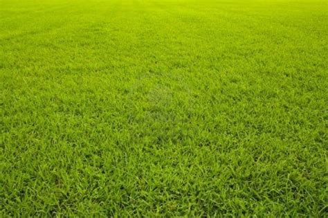 🔥 Grass Background High Resolution Images Photos Download Cbeditz