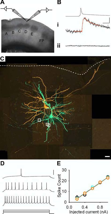 Excitatory Transmission Between Synaptically Connected Layer 23