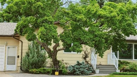 Landscaping Tips Choosing The Best Trees For Your Yard