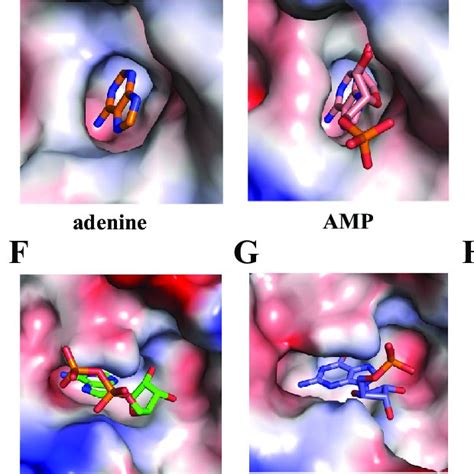 Substrate Binding Pockets Of Alpha Mmc A The Substrate Binding