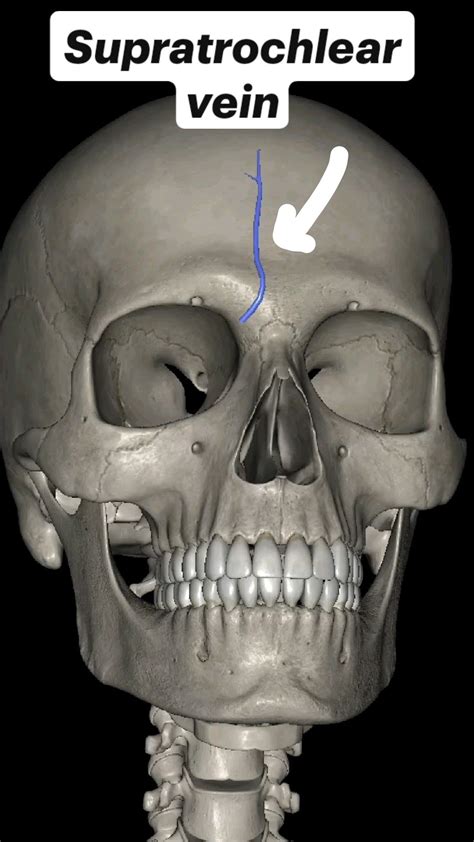 Supratrochlear Vein Veins Human
