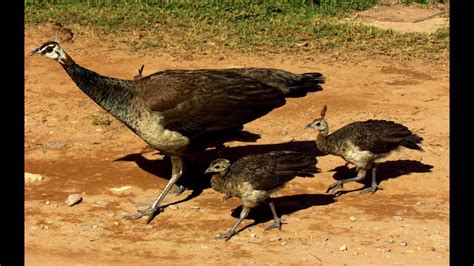 Peacock Mother Peahen With The Chicks Basking In Winter Youtube