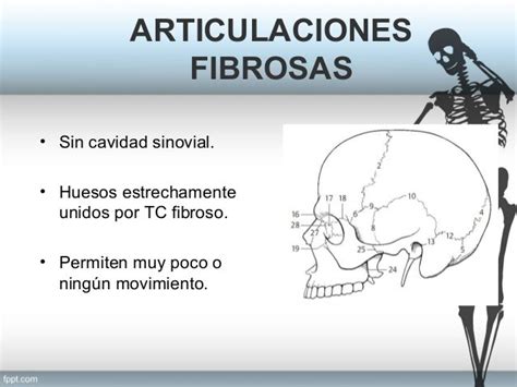 Articulaciones Fibrosas