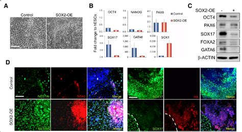 Overexpression Of Sox2 Predisposes Hescs To Neural Differentiation In