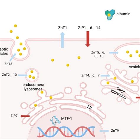 The Localization Of Zinc Transporters Zrt Irt Like Proteins Zip Red