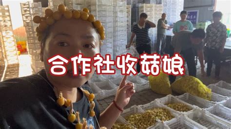 翠花深入产地东北特色水果菇娘果收货中看看和你买的有何不同 三农 农家美食 好看视频