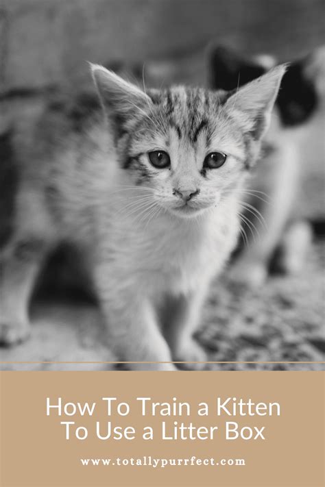 How To Train A Kitten To Use A Litter Box The Right Way