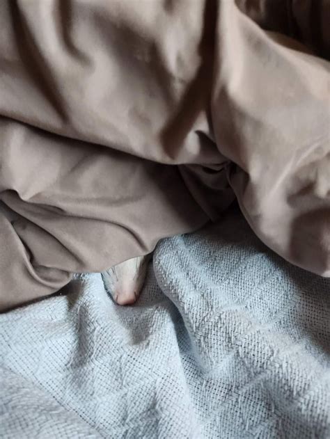 Pin By Rala On Precious Opossum Possum Nervous System