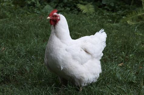 Orpington All You Need To Know Personality And Egg Color