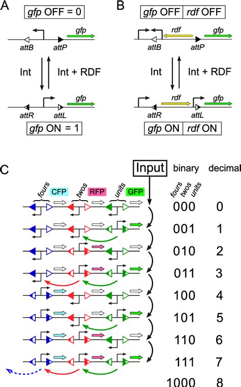 Figure 2 From A Single Input Binary Counting Module Based On Serine Integrase Site Specific