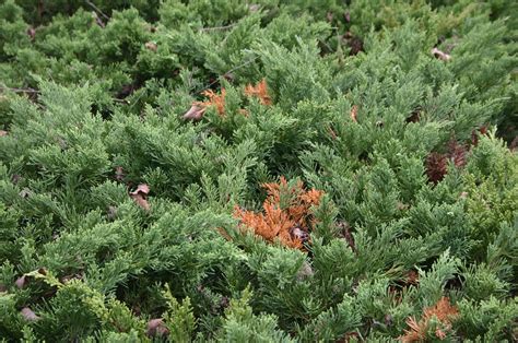 Juniper Phomopsis Tip Blight Walter Reeves The Georgia Gardener