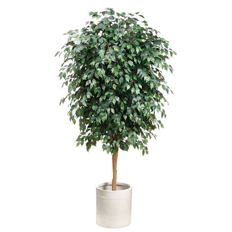 Faux Potted Ficus Tree West Elm
