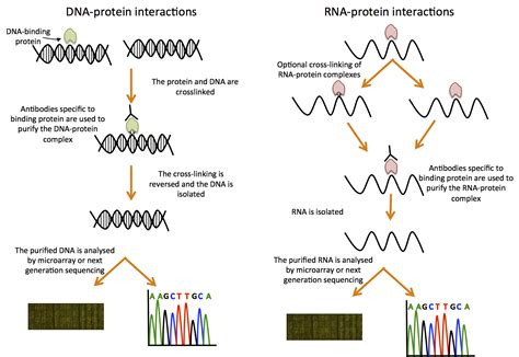 Dnarna Protein Interactions Functional Genomics Ii