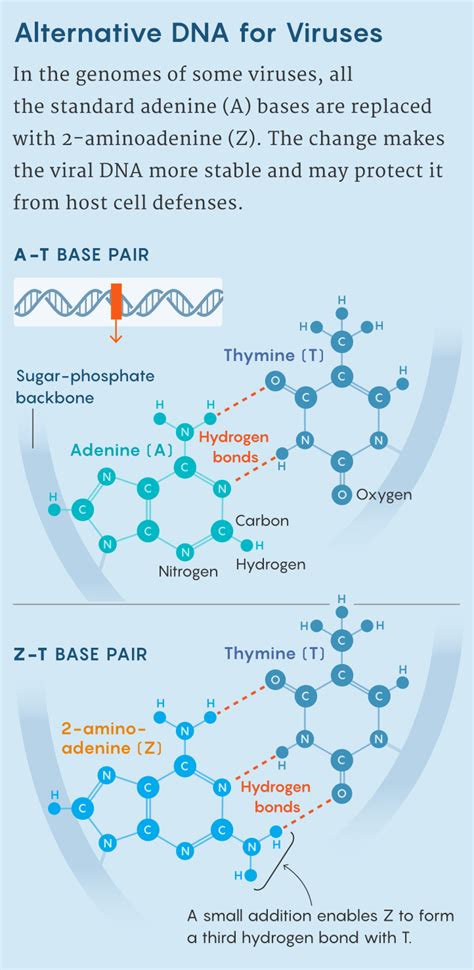 Dna只有四种碱基吗？不，有些病毒有第五种 虎嗅网