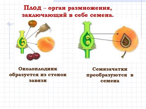 Плод Его значение и многообразие презентация онлайн