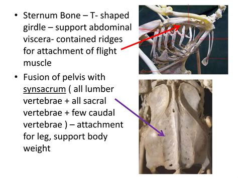 Flight Adaptations In Birds Pptx