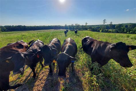 Our Ranch Code 3 Cattle Co Pasture Raised Beef Cattle Farm El