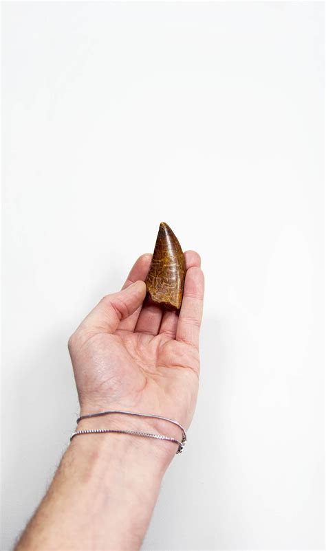 Museum Quality Fossil Carcharodontosaurus Tooth 76mm