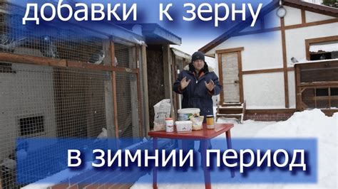 ВИТАМНЫ И МИНЕРАЛЫ всем голубям в зимний период. Голуби садятся на ...